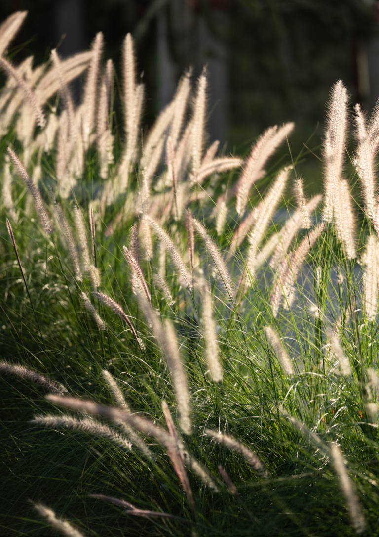 Bamboo, Beyond: Elora and Orin Hardy on Building Kaway’an EcoPark ...